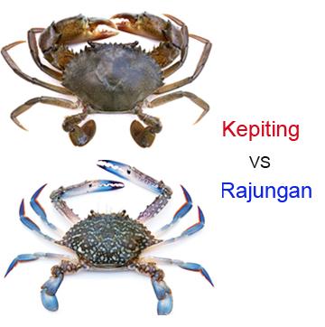 Mengenal Kepiting dan Rajungan